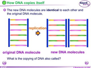 Ks4 chromosomes, genes and dna | PPT