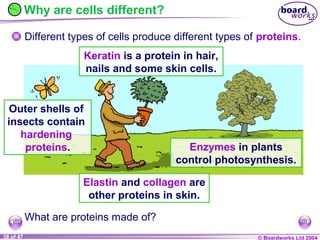 Ks4 chromosomes, genes and dna | PPT