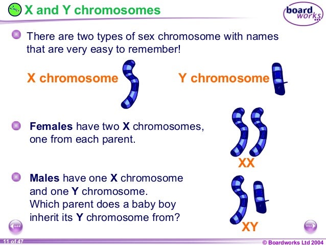 Chromosome Definition Structure Types And Composition Javatpoint