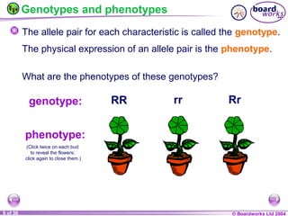 Mendel's Law and Inheritance | PPT