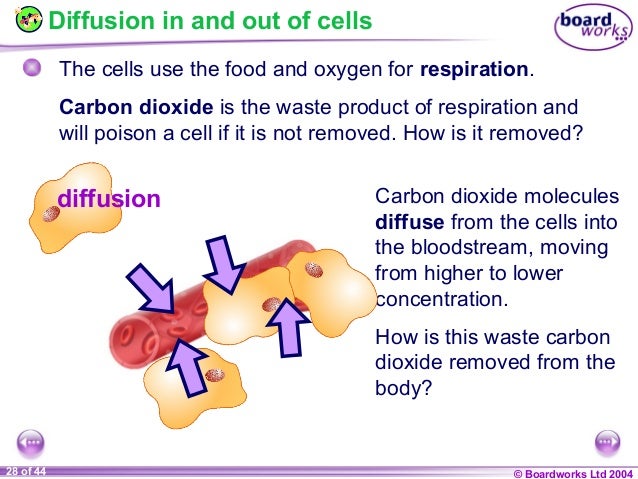 Ks4 movement in and out of cells