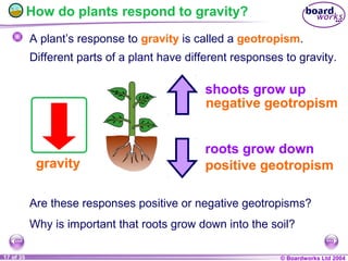 Ks4 plant responses | PPT