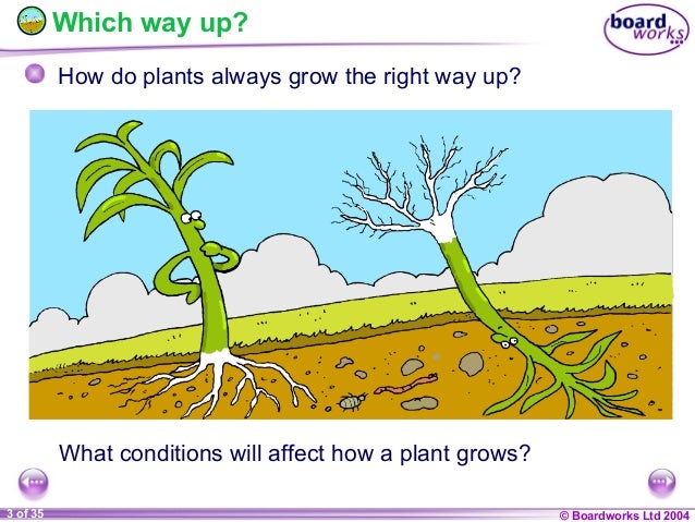 Ks4 plant responses