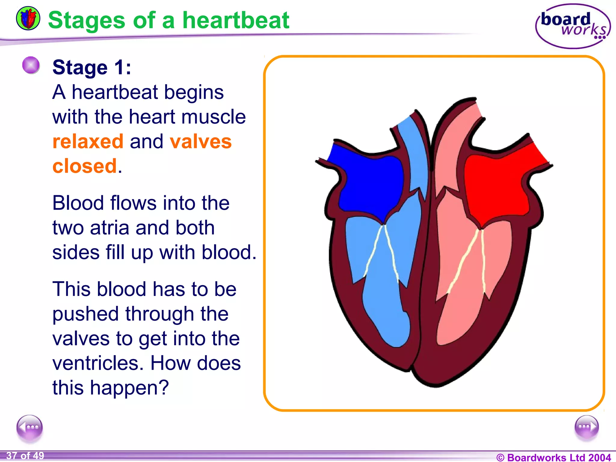 Ks4 the heart and circulatory system | PPT