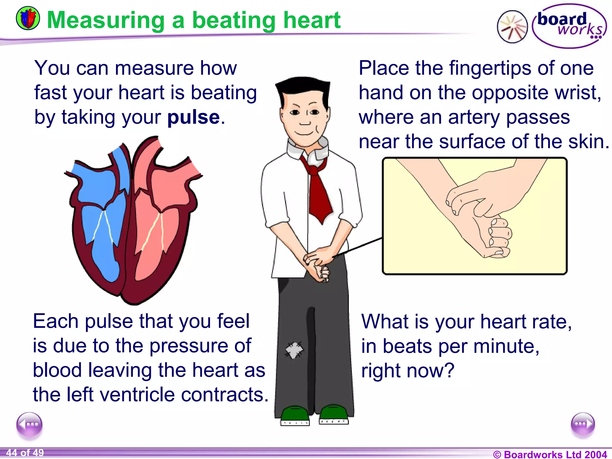 Ks4 the heart and circulatory system | PPT