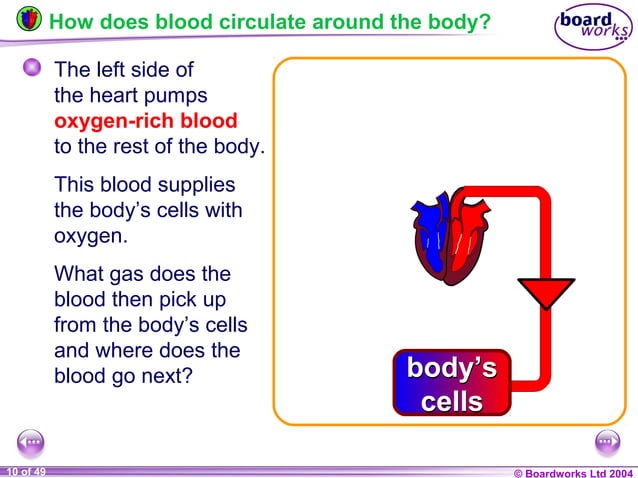 Ks4 the heart and circulatory system | PPT | Lung and Respiratory ...