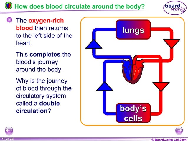 Ks4 the heart and circulatory system | PPT | Lung and Respiratory ...