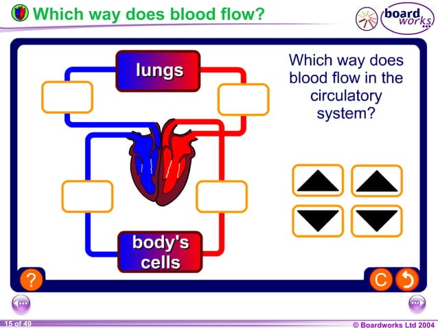 Ks4 the heart and circulatory system | PPT | Lung and Respiratory ...
