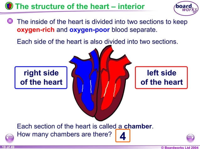 Ks4 the heart and circulatory system | PPT | Lung and Respiratory ...