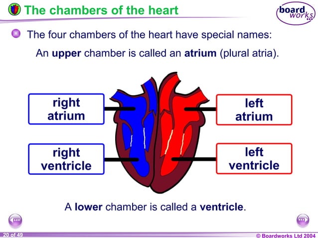 Ks4 the heart and circulatory system | PPT | Lung and Respiratory ...