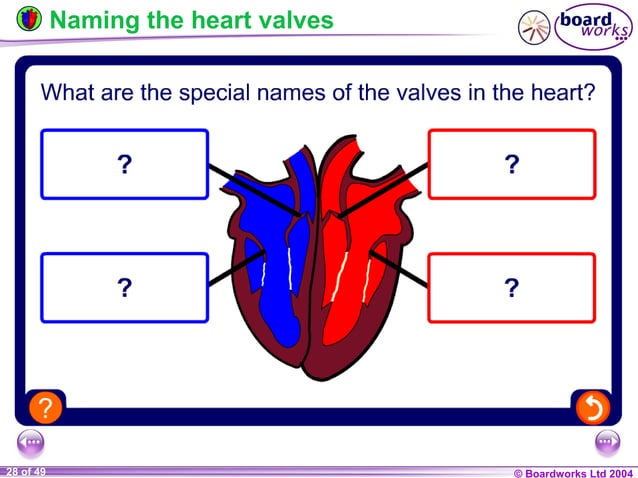 Ks4 the heart and circulatory system | PPT | Lung and Respiratory ...