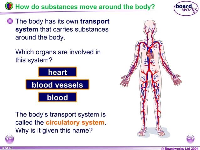 Ks4 the heart and circulatory system | PPT | Lung and Respiratory ...