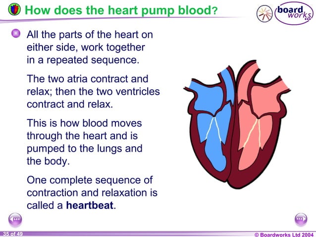 Ks4 the heart and circulatory system | PPT | Lung and Respiratory ...