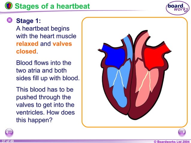 Ks4 the heart and circulatory system | PPT | Lung and Respiratory ...
