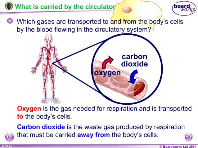 Ks4 the heart and circulatory system | PPT | Lung and Respiratory ...
