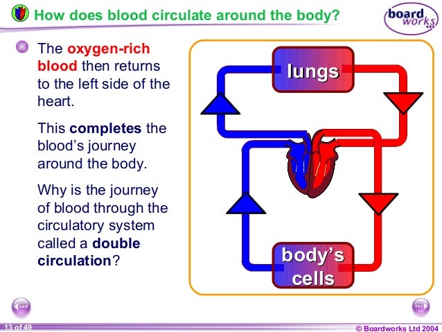 Ks4 The Heart And Circulatory System