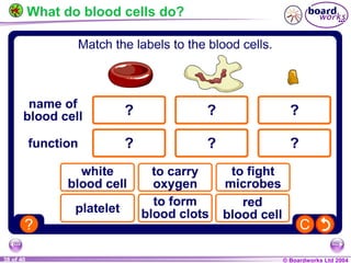 Ks4 what is blood | PPT