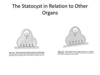 Measuring Proprioceptive Information | PPT