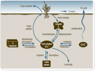 -Sulphur cycle.ppt