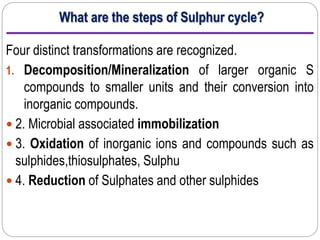 -Sulphur cycle.ppt