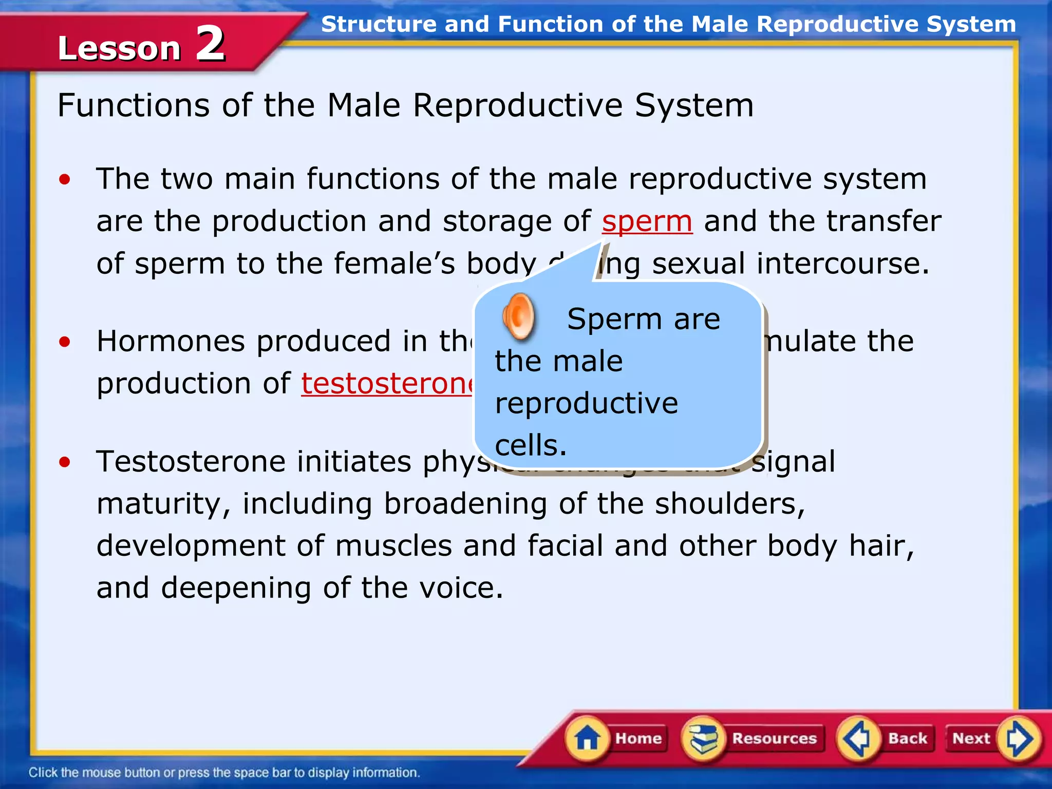 male reproductive system | PPT