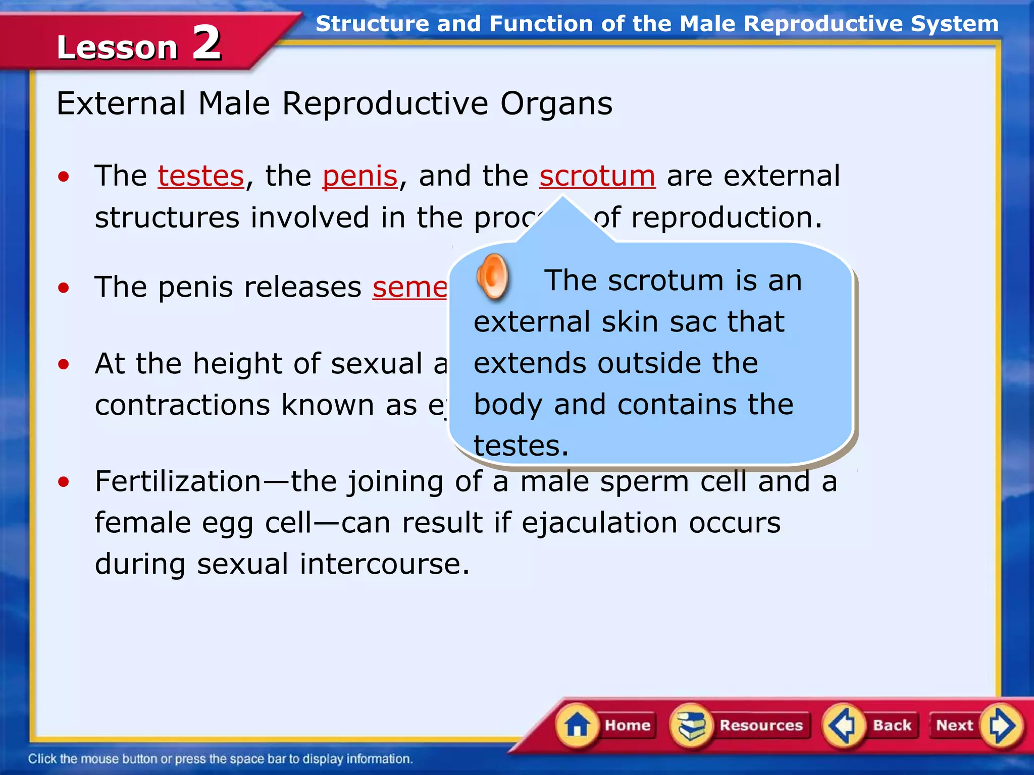 male reproductive system | PPT