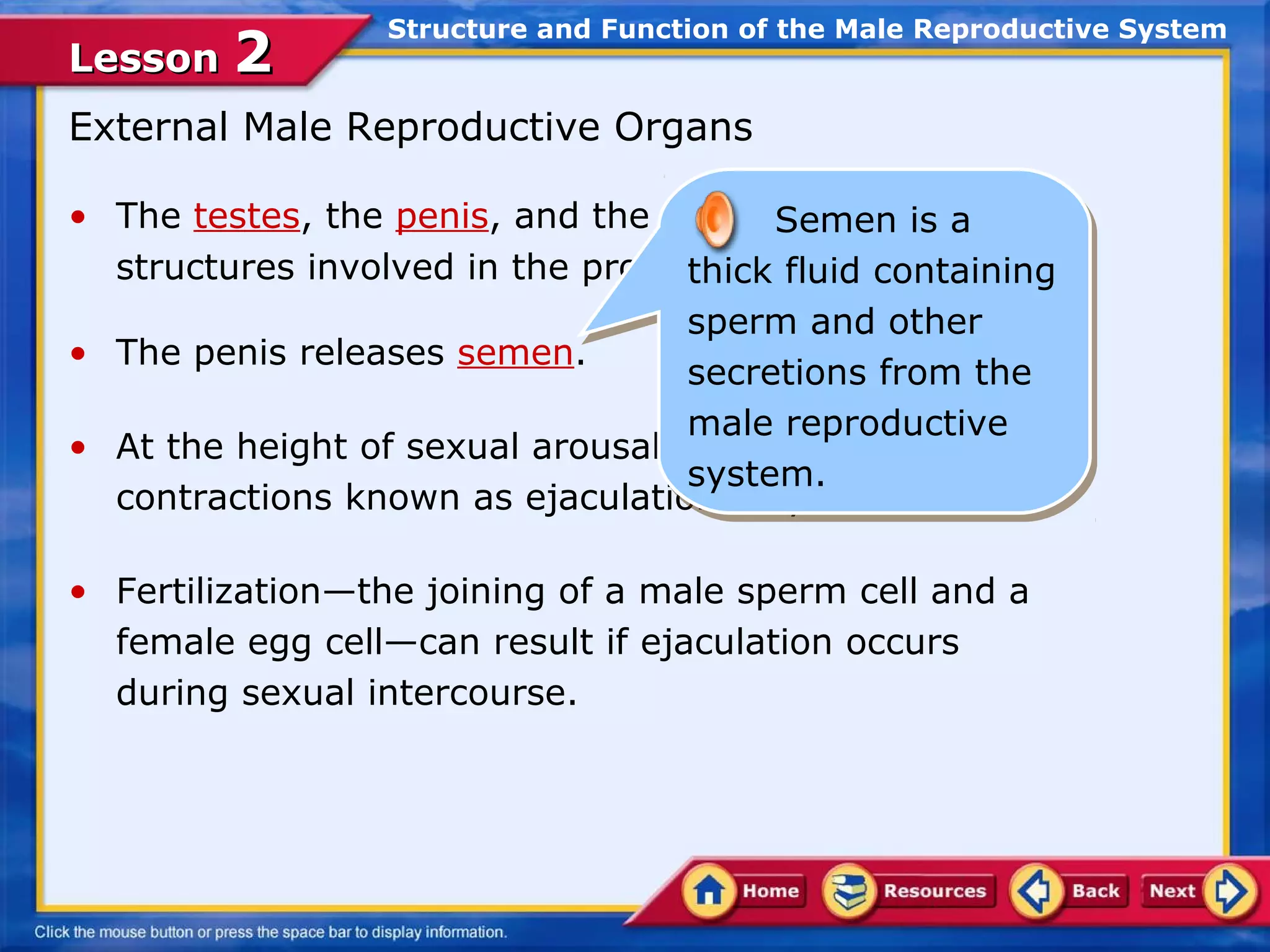 male reproductive system | PPT
