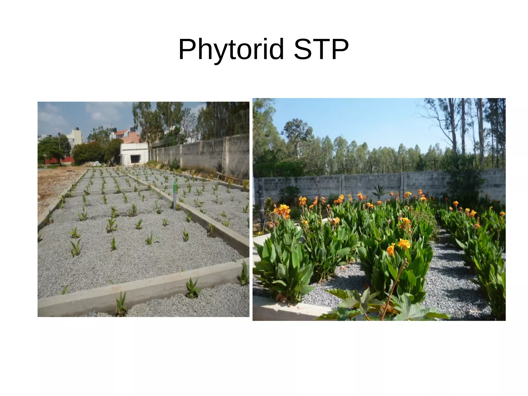 Can treated STP water be let into lakes and recharge wells ? | PDF