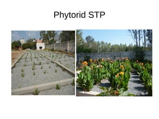 Can treated STP water be let into lakes and recharge wells ? | PDF