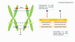 sains spm form 4 chapter 5 genetic of human and plants | PDF