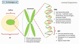 sains spm form 4 chapter 5 genetic of human and plants | PDF