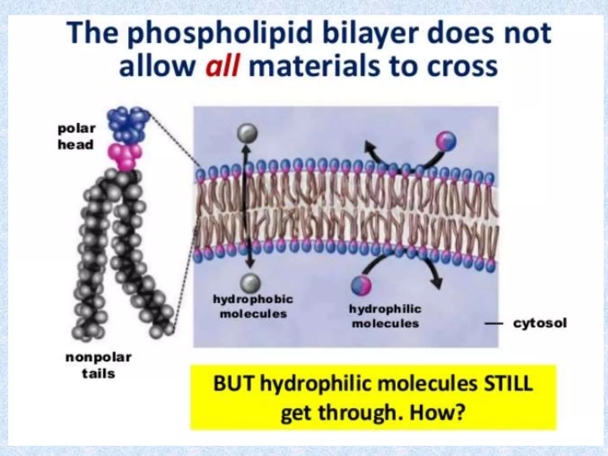 KSSM BIO F4 CHAPTER 3 3.1.pptx | Chemistry | Science