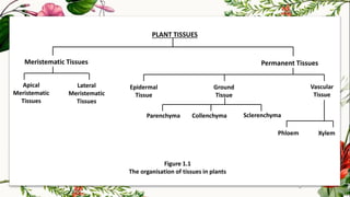KSSM F5 BIO CH 1.1 (DLP).pdf