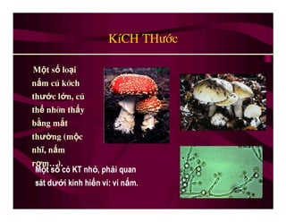 Kst daicuongnam | PPT