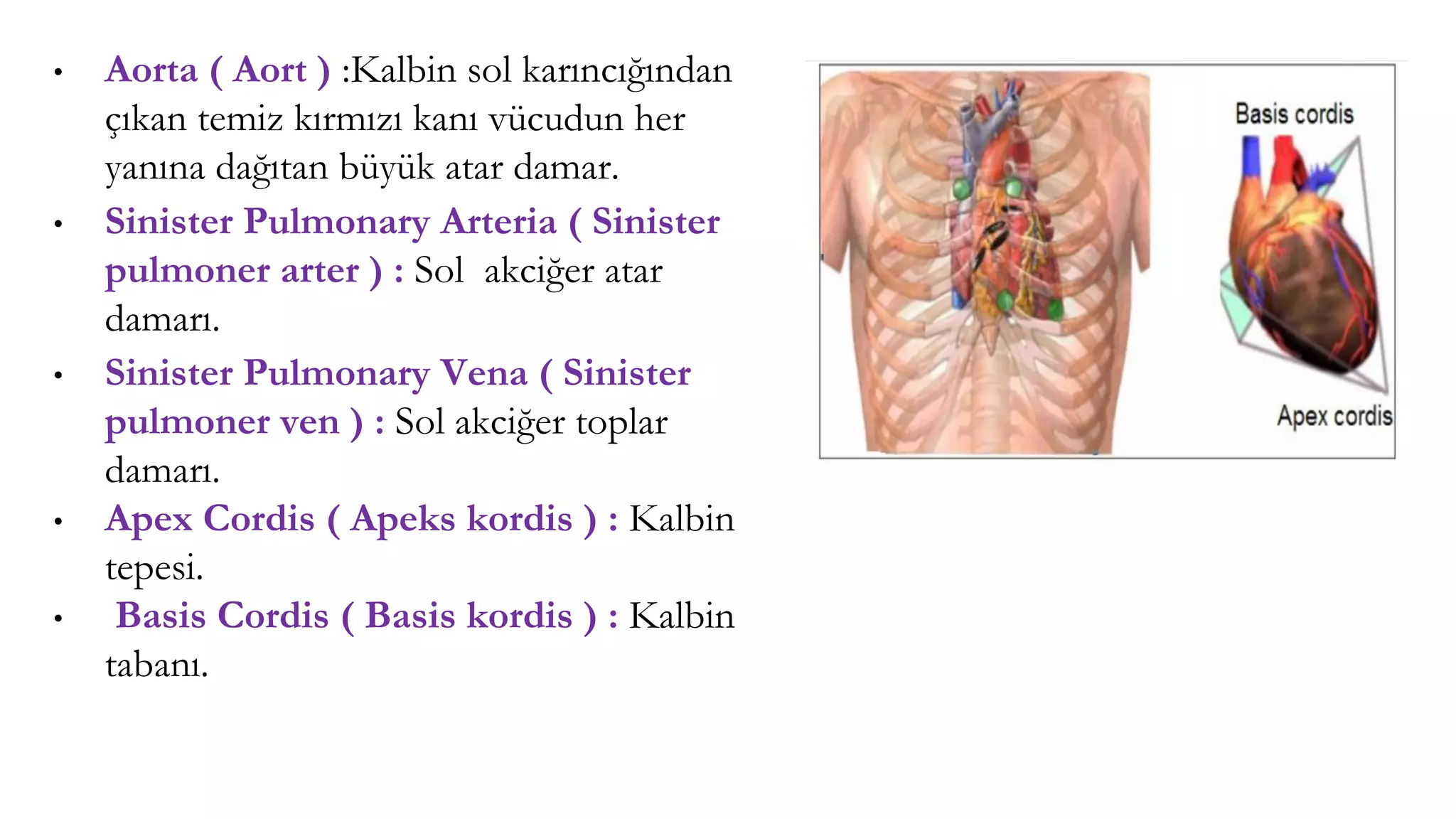 Kardiyovasküler Sistem Terminolojisi | PDF