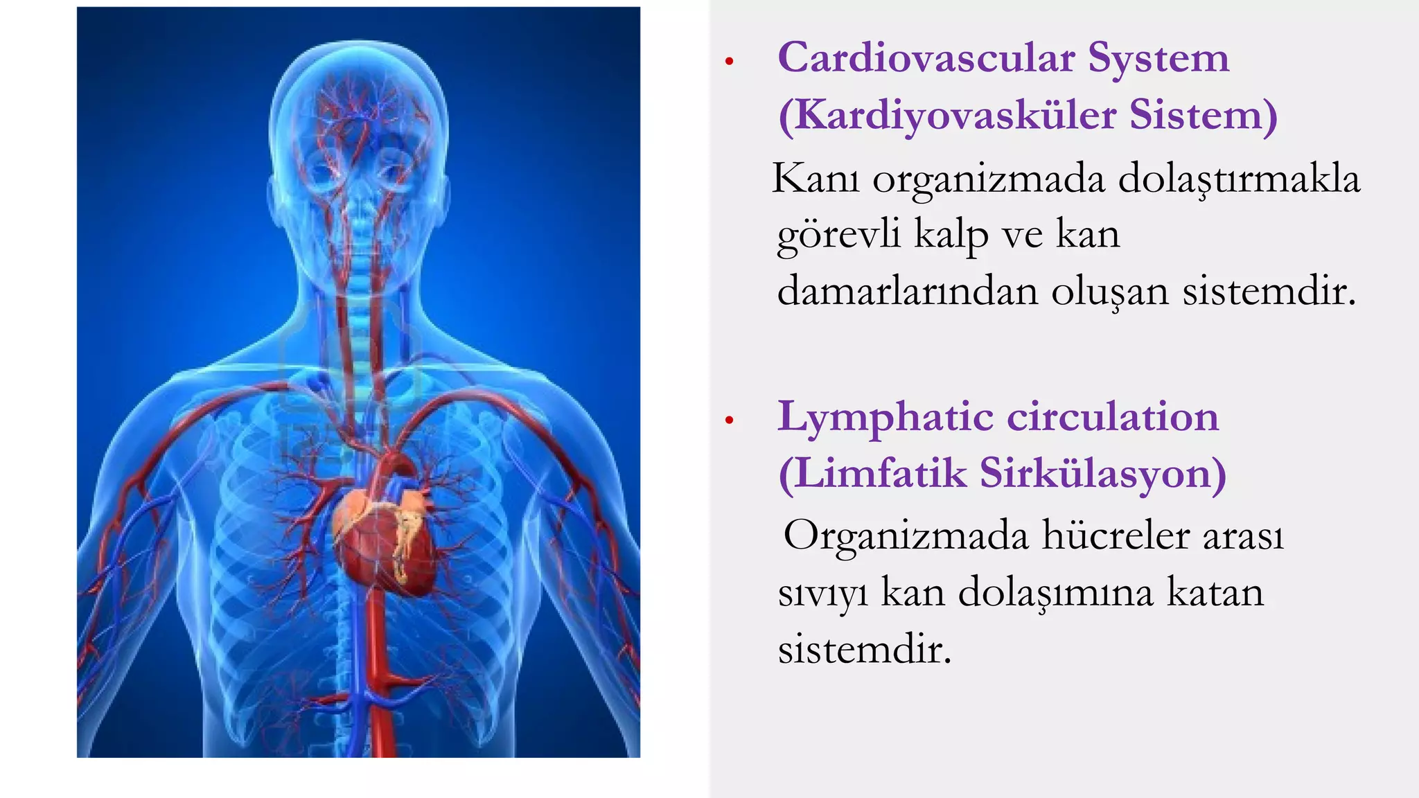 Kardiyovasküler Sistem Terminolojisi | PDF