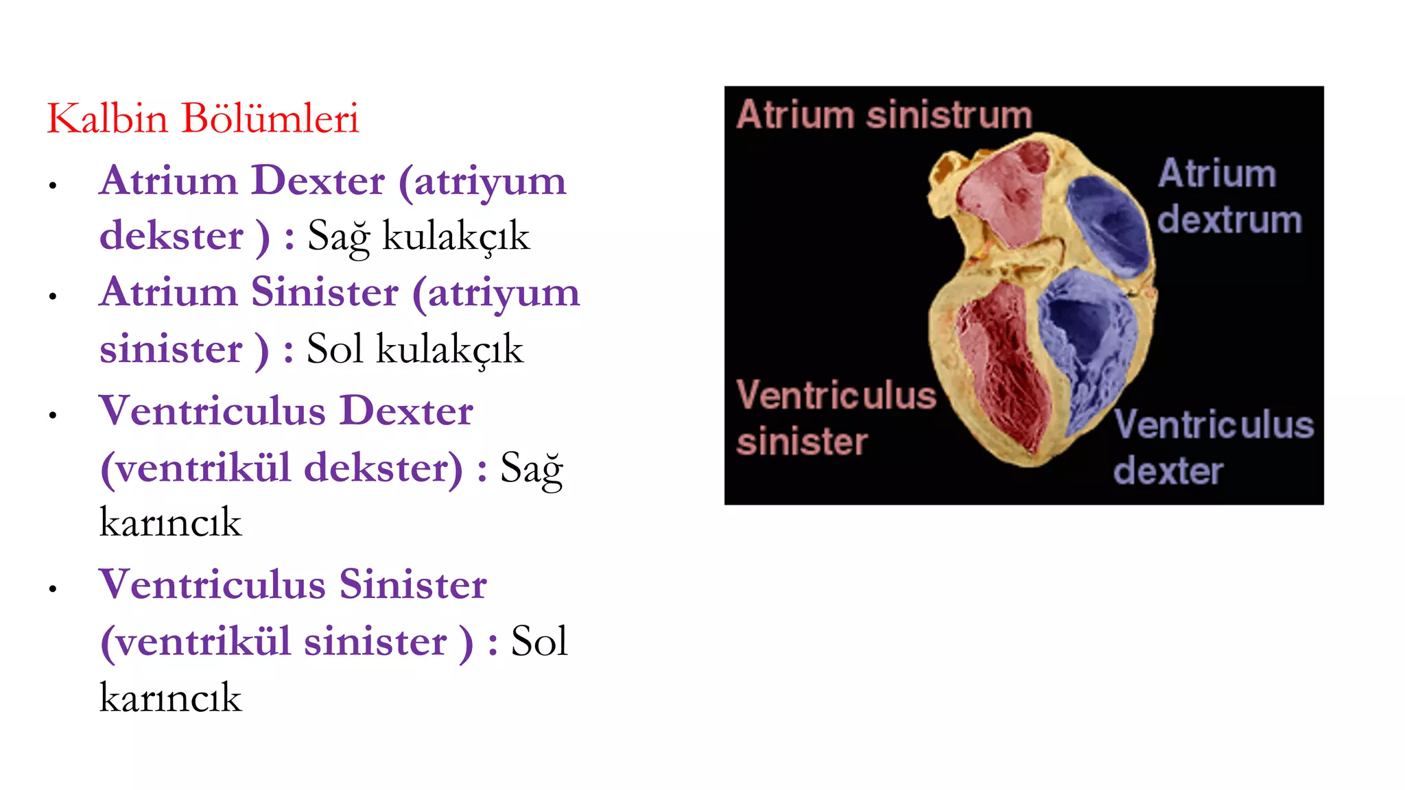 Kardiyovasküler Sistem Terminolojisi | PDF