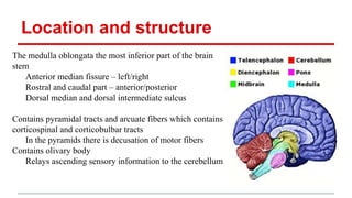 Medulla | PPTX