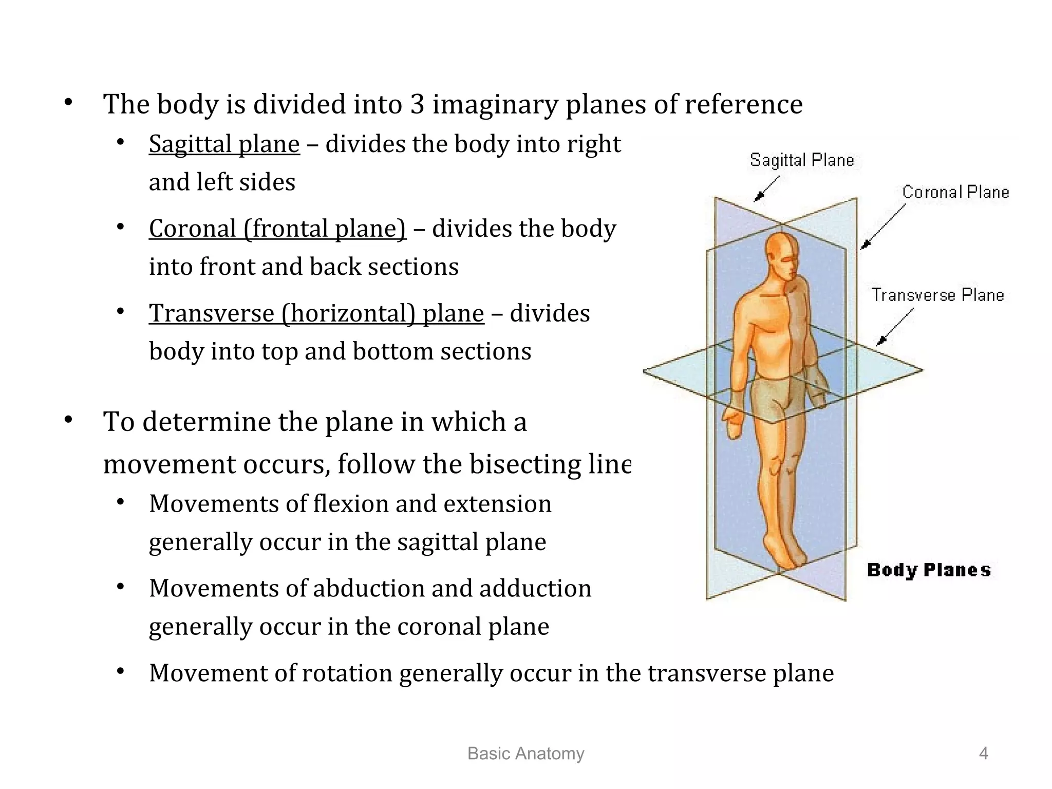 BASIC ANATOMY | PDF