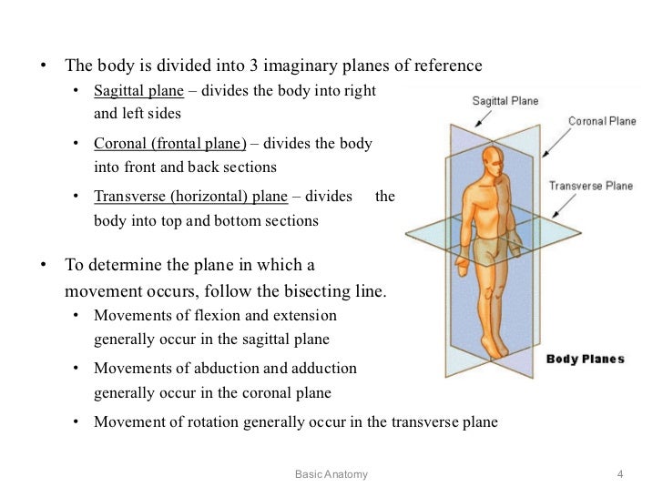 Planes Of Reference Anatomy