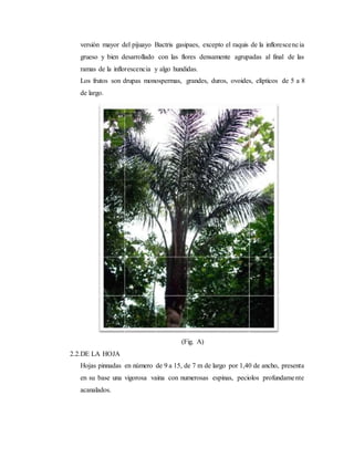 Trabajo expo tropicales | DOCX