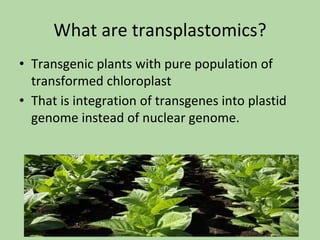 Transplastomics | PPTX