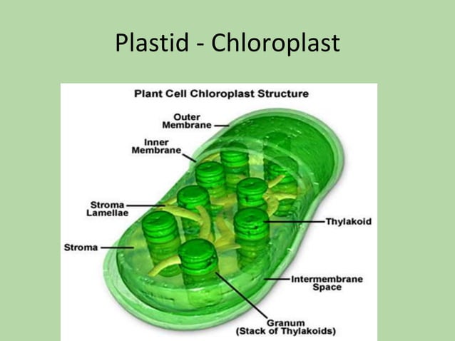 Transplastomics | PPTX | Biological Sciences | Science