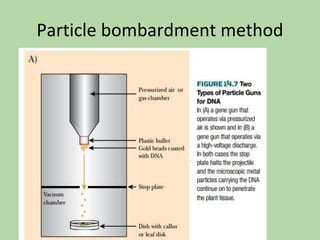 Transplastomics | PPTX