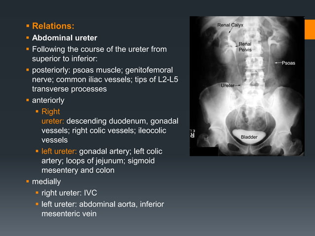 Kub - xray and usg | PPTX