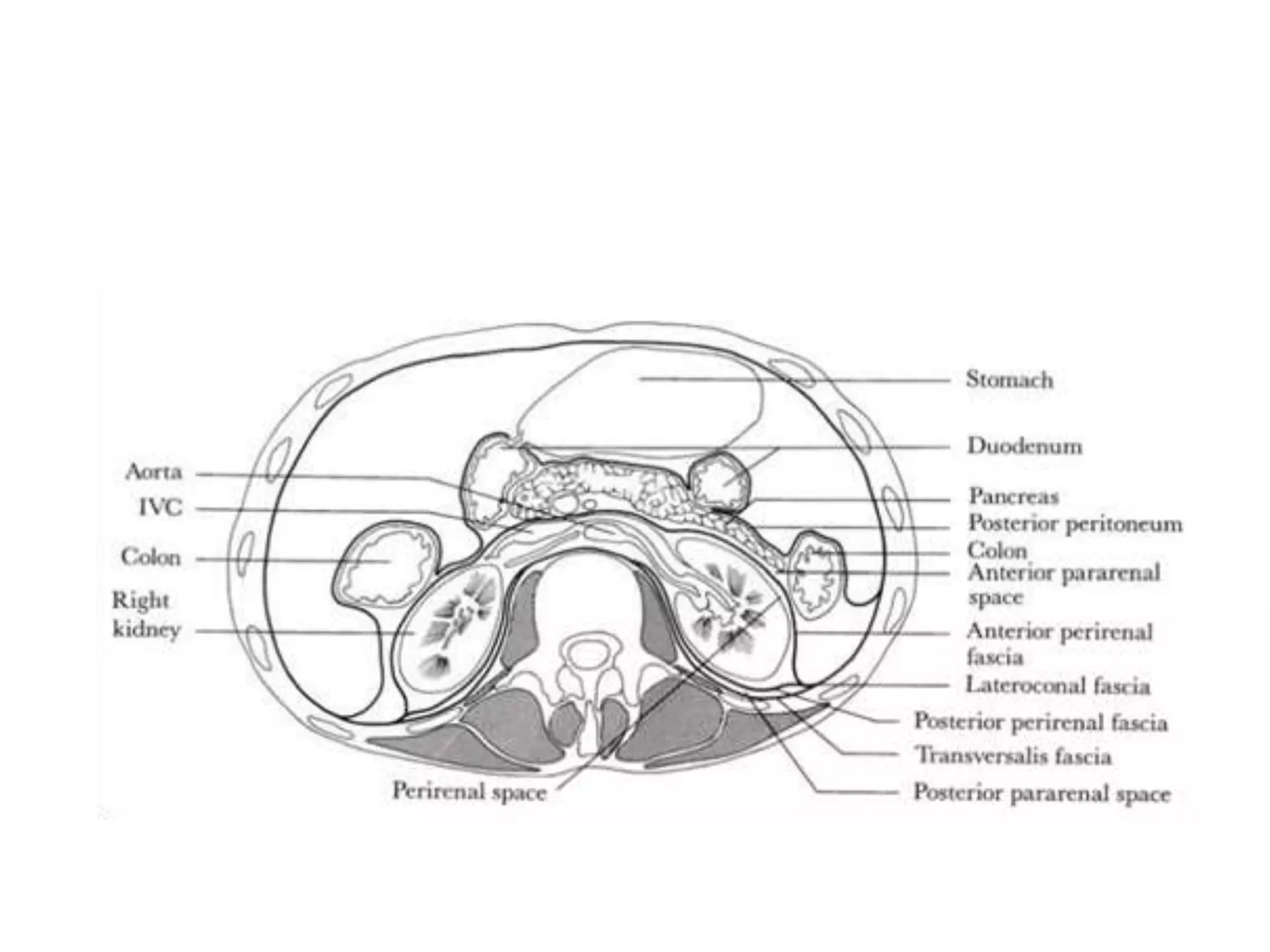 Kub anatomy | PPTX