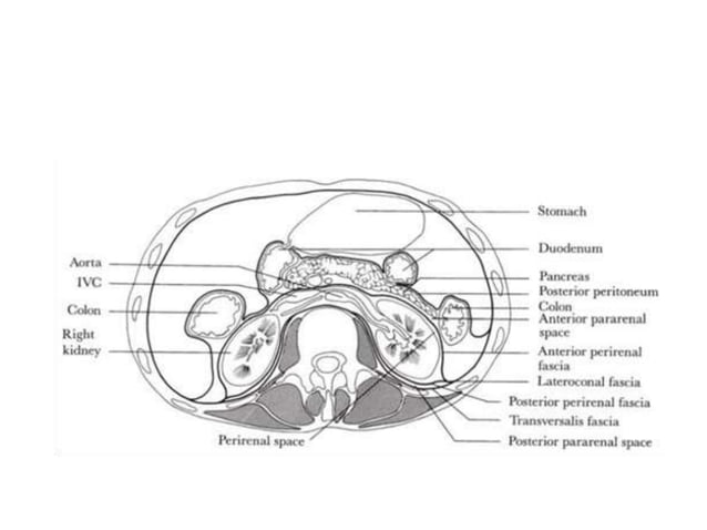 Kub anatomy | PPTX | Medical Health