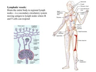 cells and organs of the immune systems of mammals. | PPTX