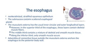 KUC 118 Digestive system.ppt human anatomy | PPT