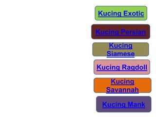 Kucing | PPTX